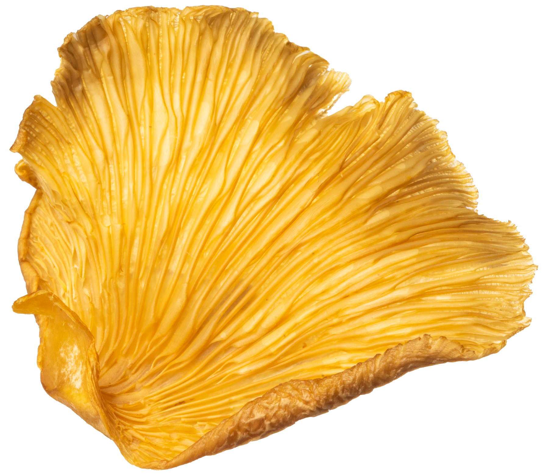 Evil Snacks: Crunchy Mushroom Chips. Vegan. Clean Simple Ingredients.